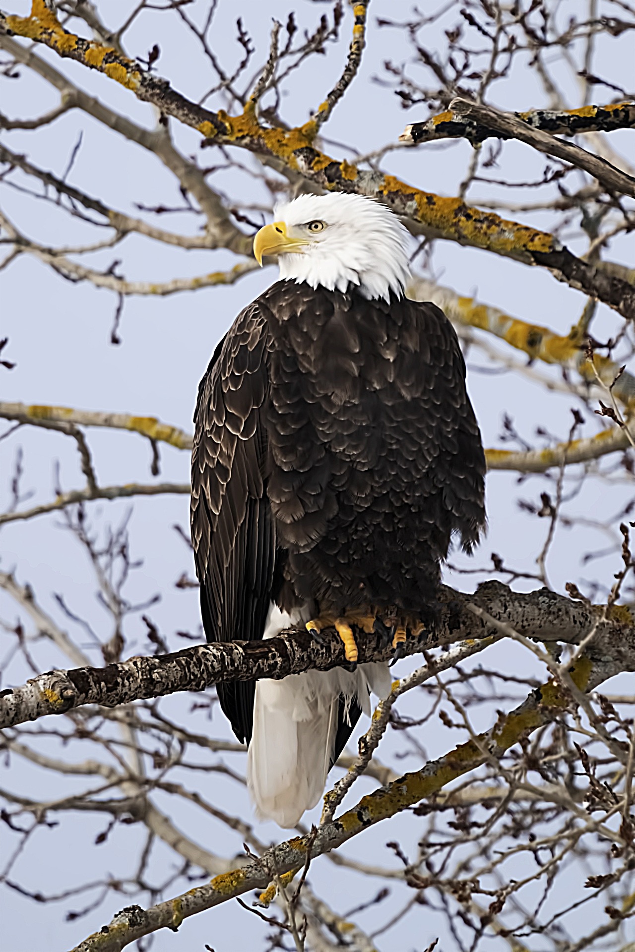 National American Eagle Day ? - Wayne Rosenthal