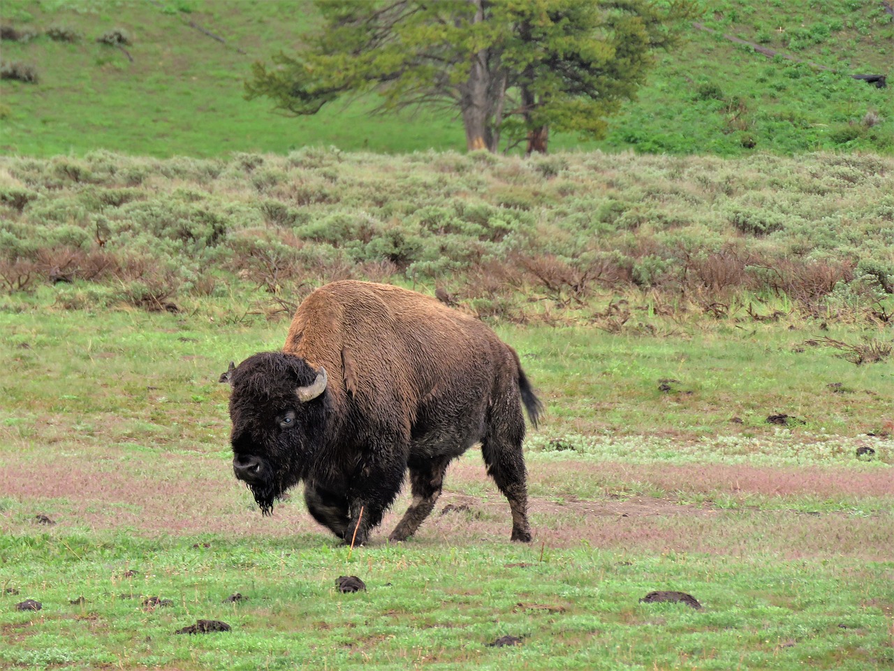 Bison making comeback in Prairie State - Wayne Rosenthal